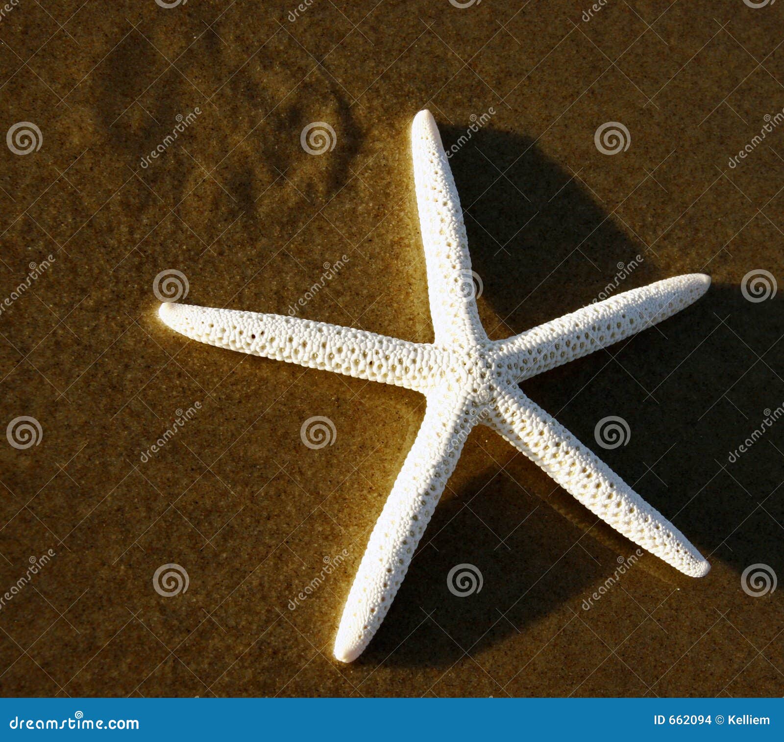Morning starfish stock photo. Image of life, enviroment - 662094