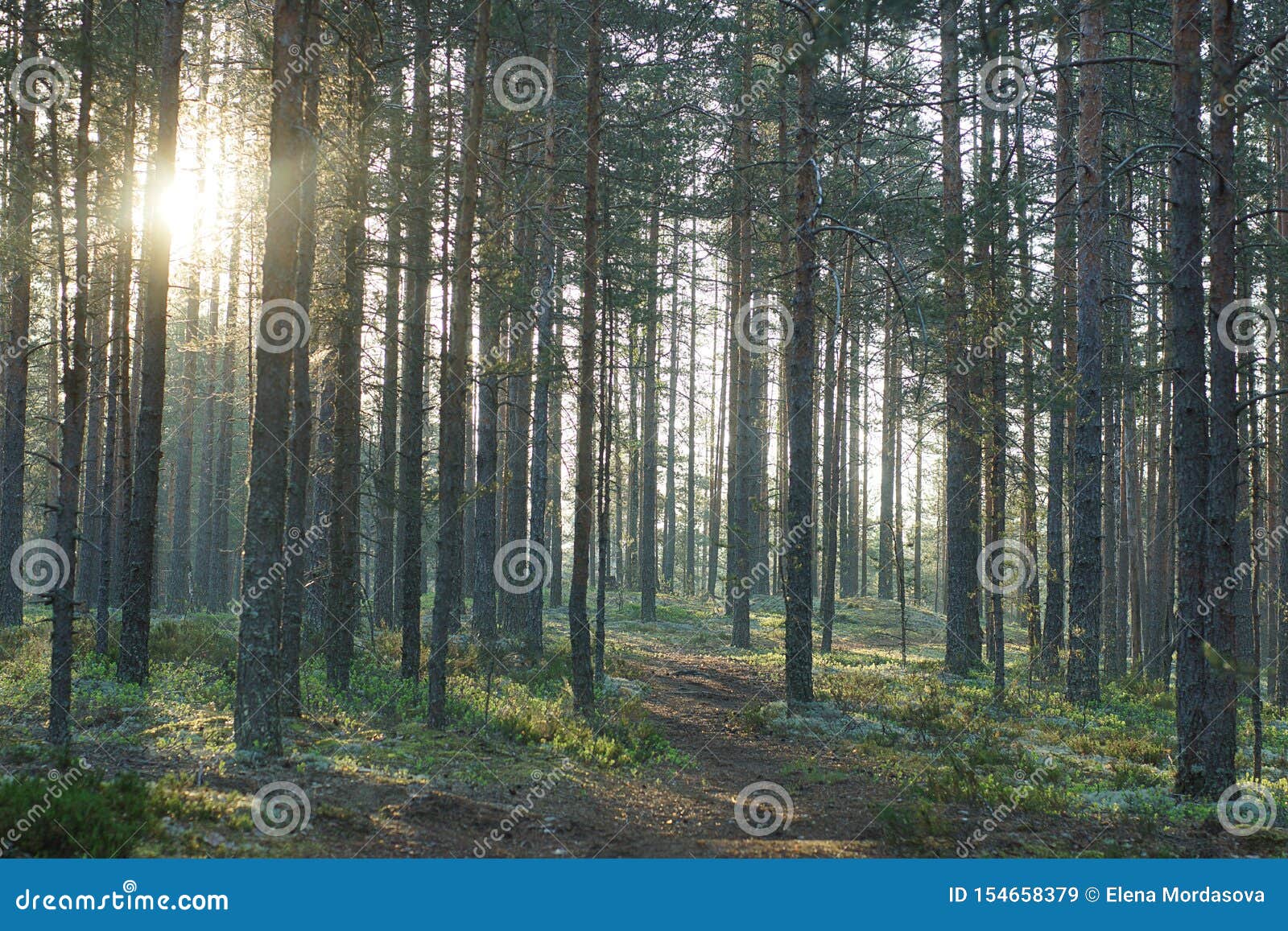 Morning Summer Forest at Dawn, the Path Goes into the Distance Stock ...