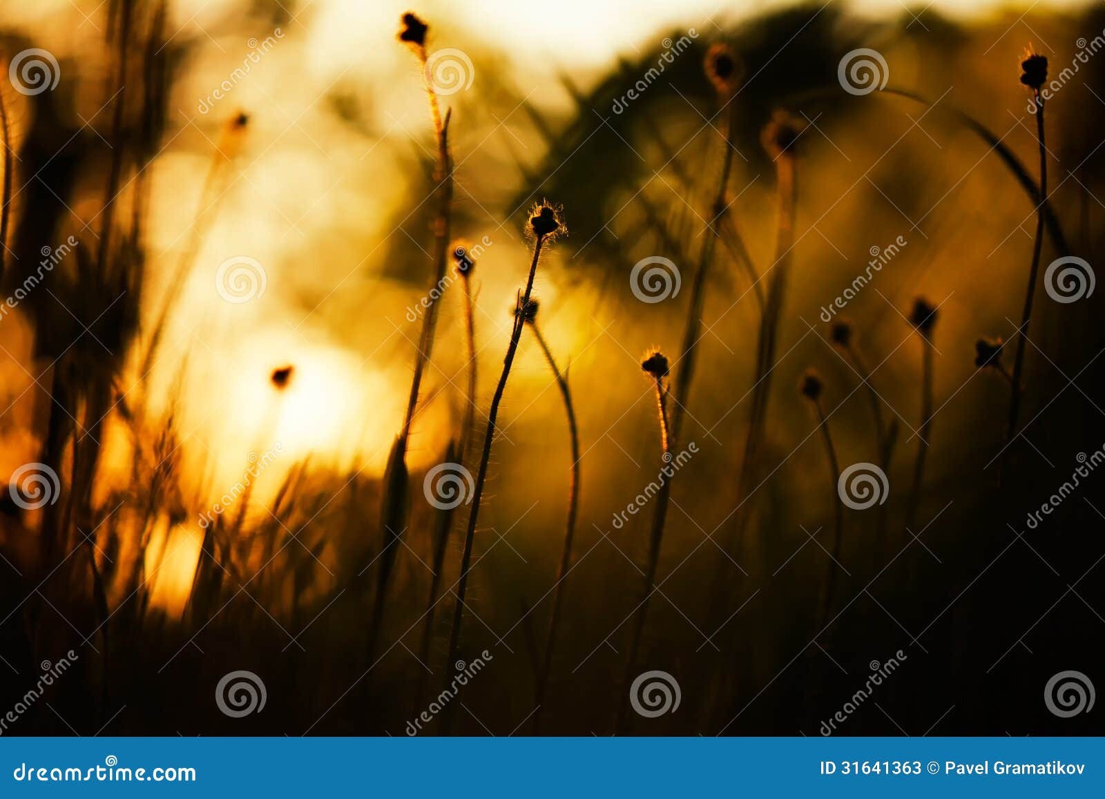 Morning Summer Grass Bathing in First Sun Rays. Stock Image - Image of ...
