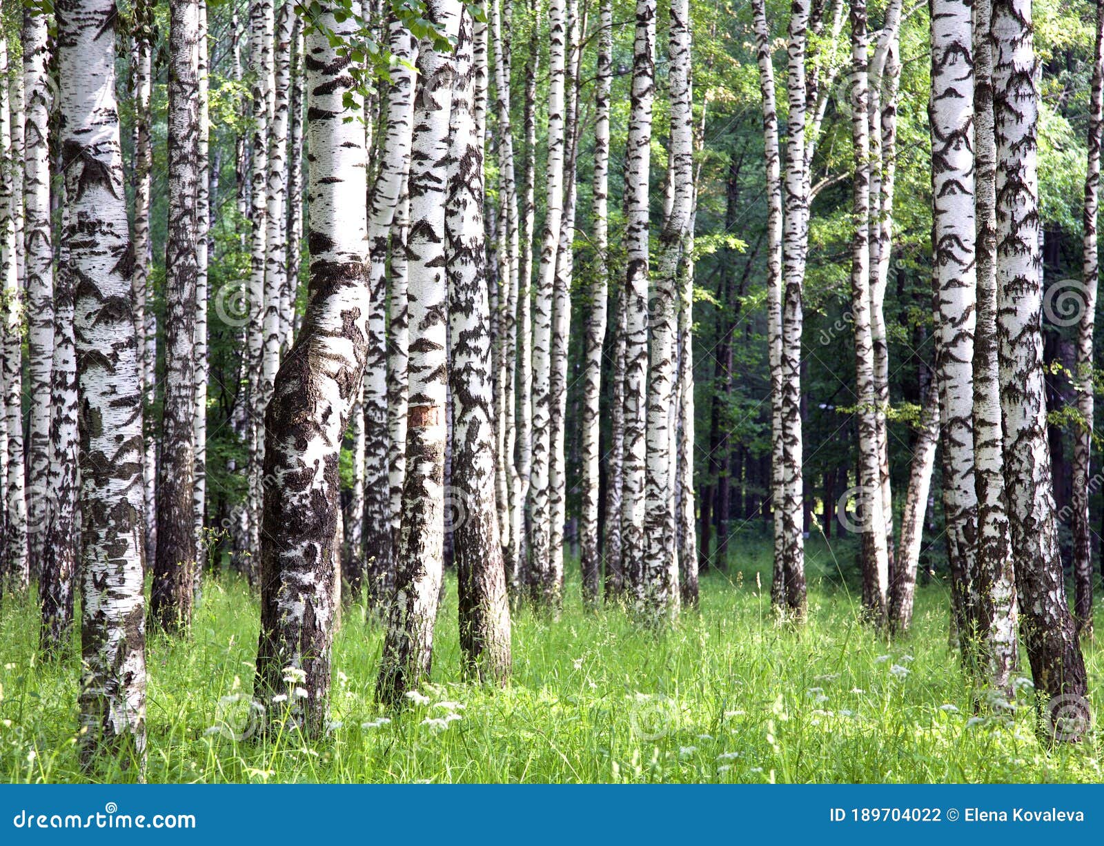 Morning Summer Park with Birches and Flowers in Sunny Weather Stock ...