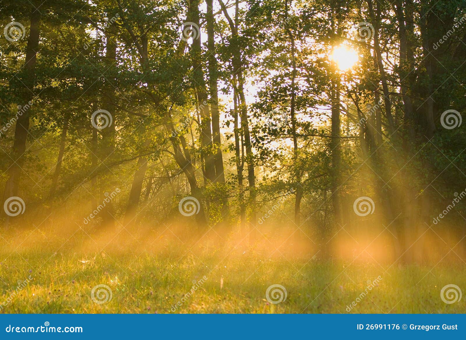The morning sun stock photo. Image of sunrise, sunset - 26991176
