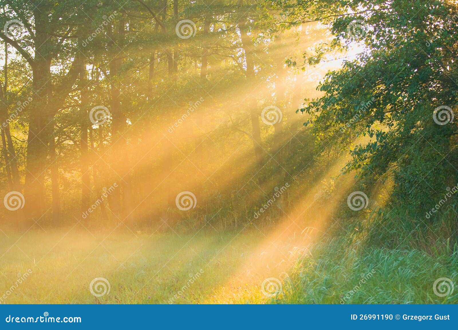 The morning sun stock photo. Image of outdoor, swamp - 26991190