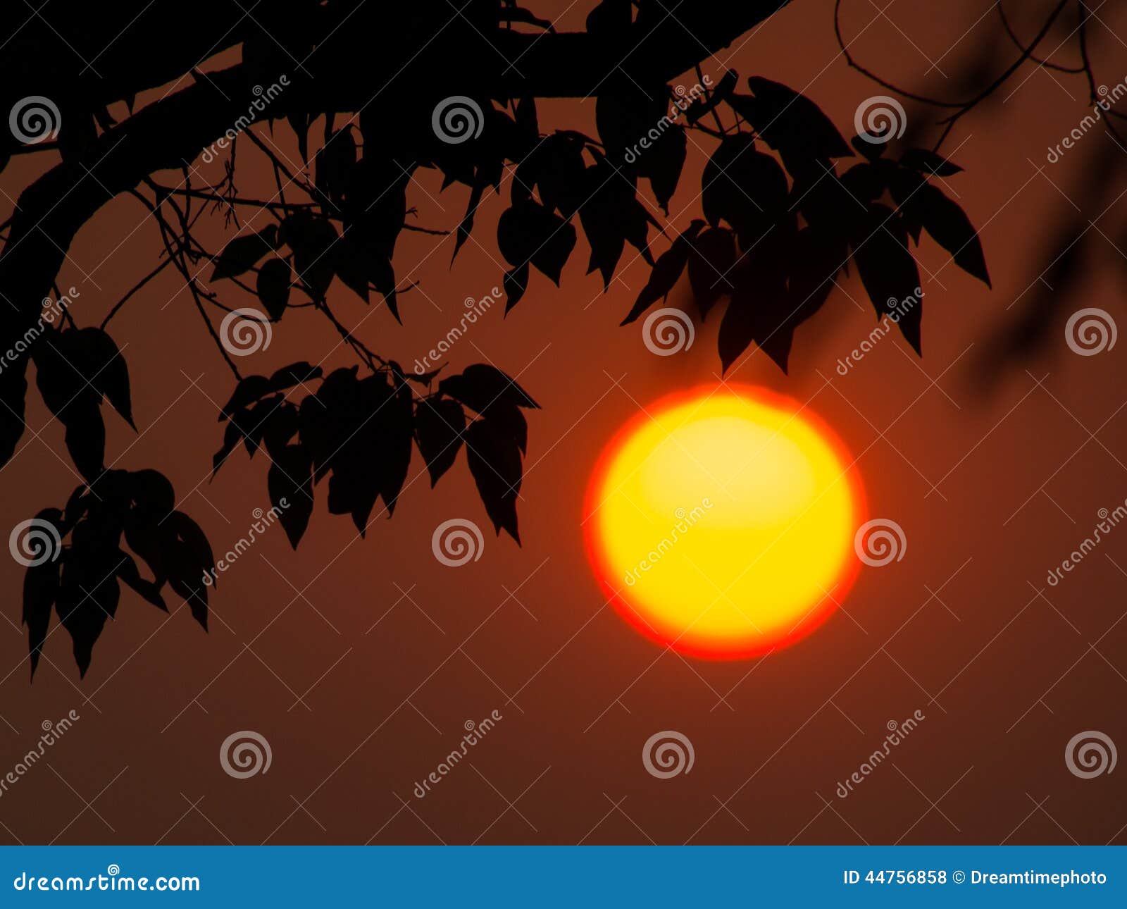 Morning sun stock photo. Image of round, moring, branch - 44756858