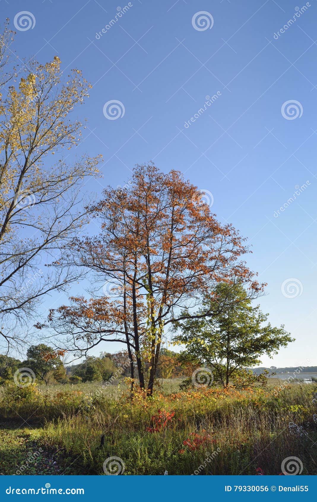 Morning sun in autumn stock photo. Image of change, fresh - 79330056