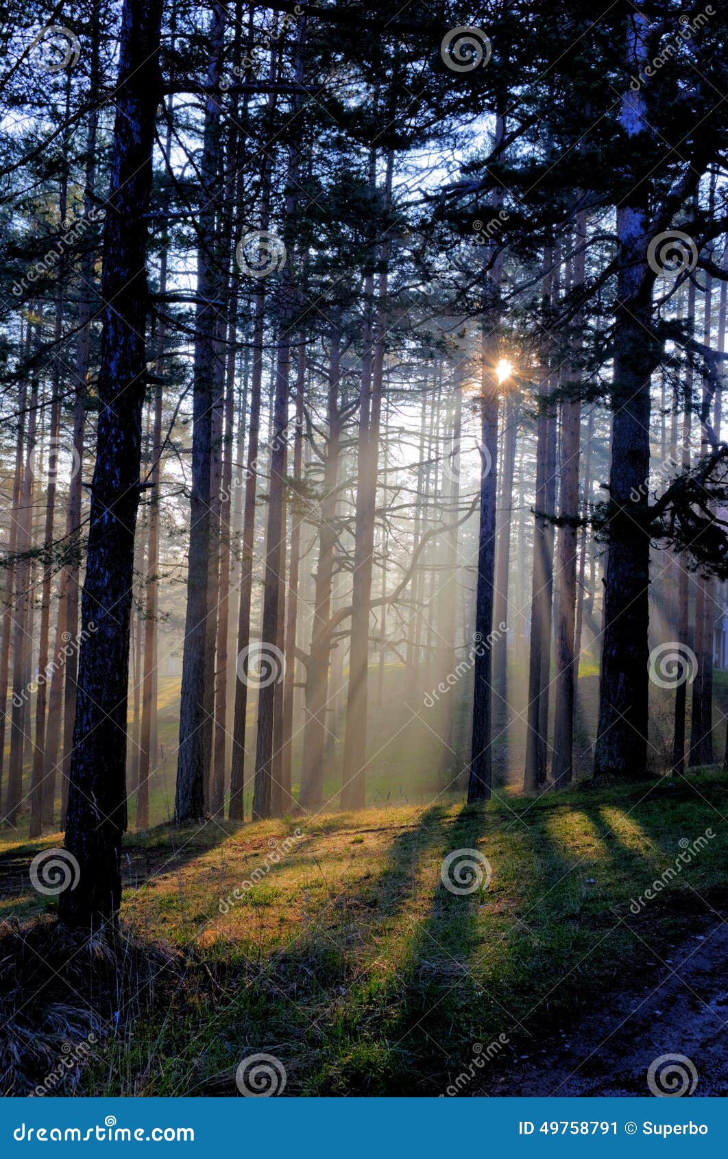 Morning sun beam in forest stock image. Image of pine - 49758791