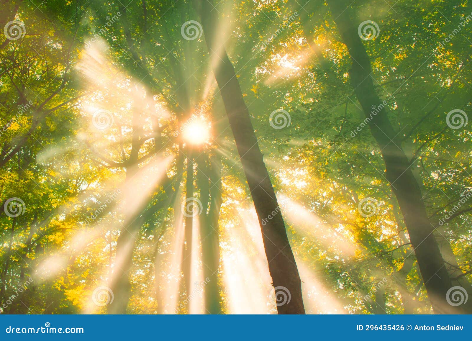 Sun Rays through the Trees in the Forest Stock Photo - Image of ...