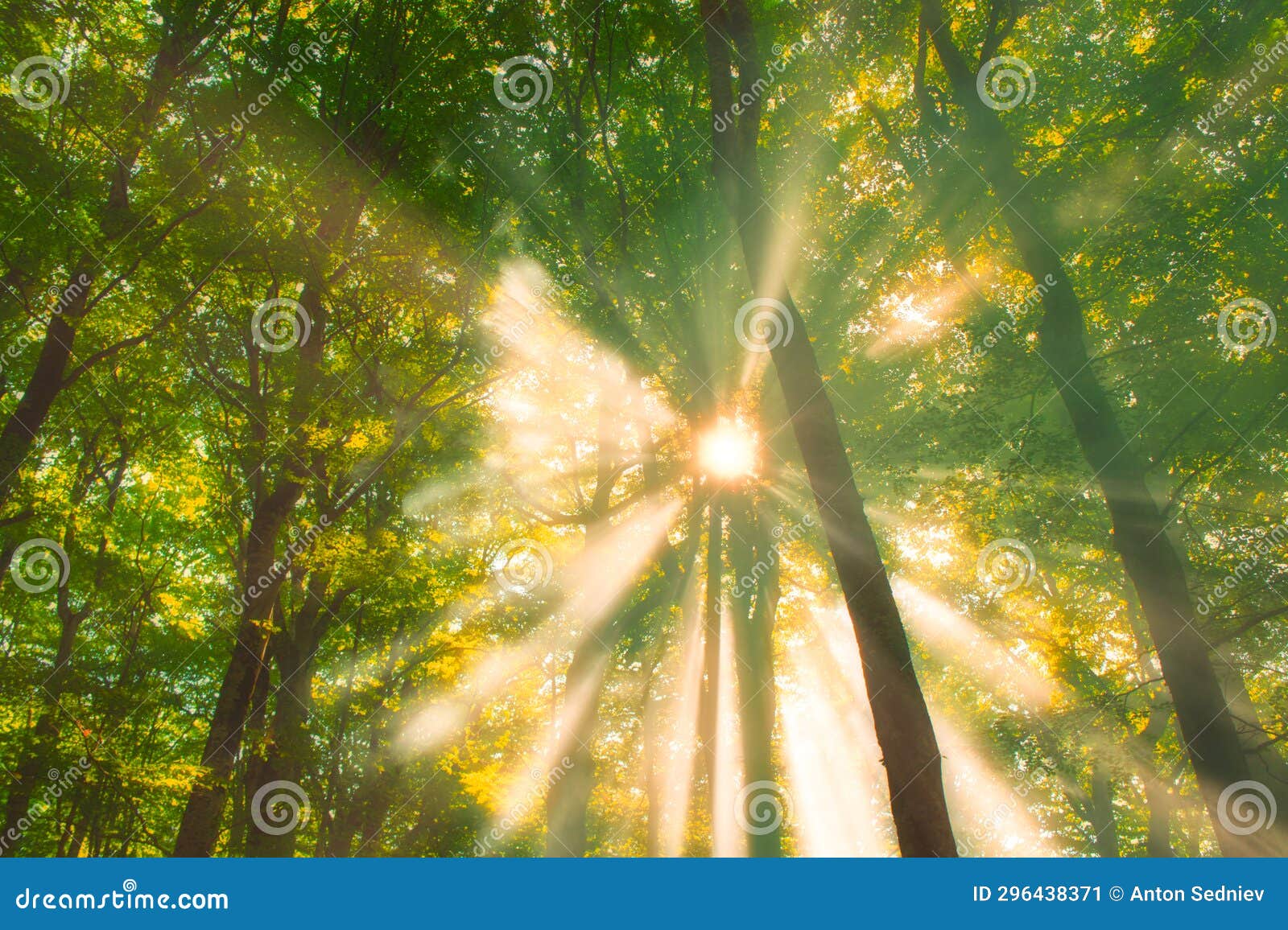 Sun Rays through the Trees in the Forest Stock Image - Image of botany ...