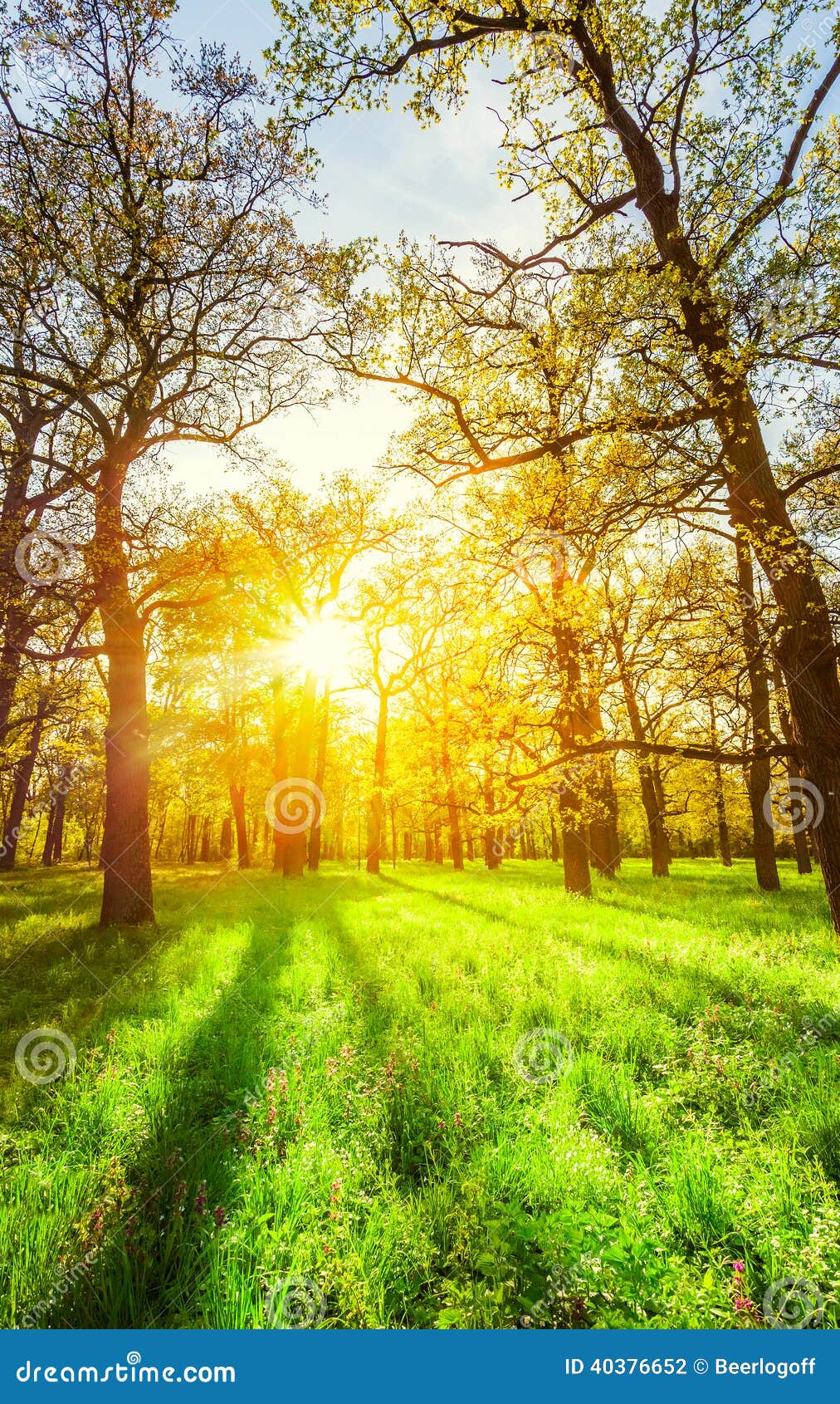 Morning Sun Beams in the Spring Park Stock Photo - Image of dusk ...