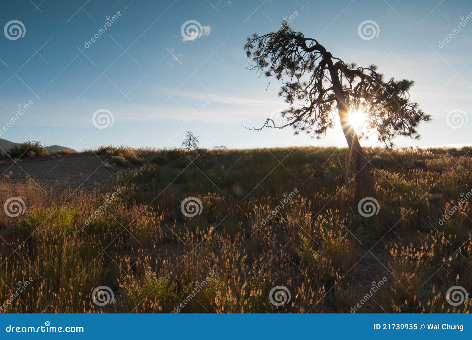 Morning sun behind tree stock image. Image of sunset - 21739935