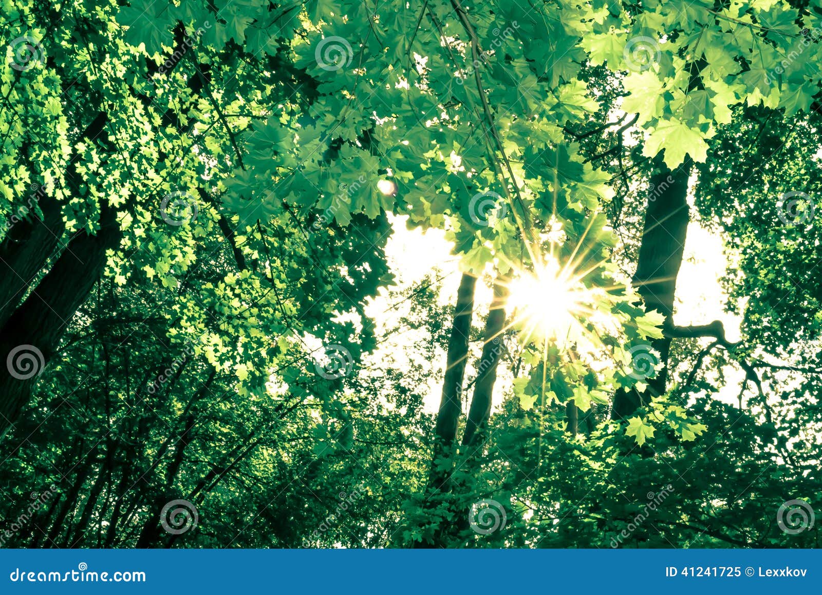 Morning Sun in Forest stock image. Image of illuminated - 41241725