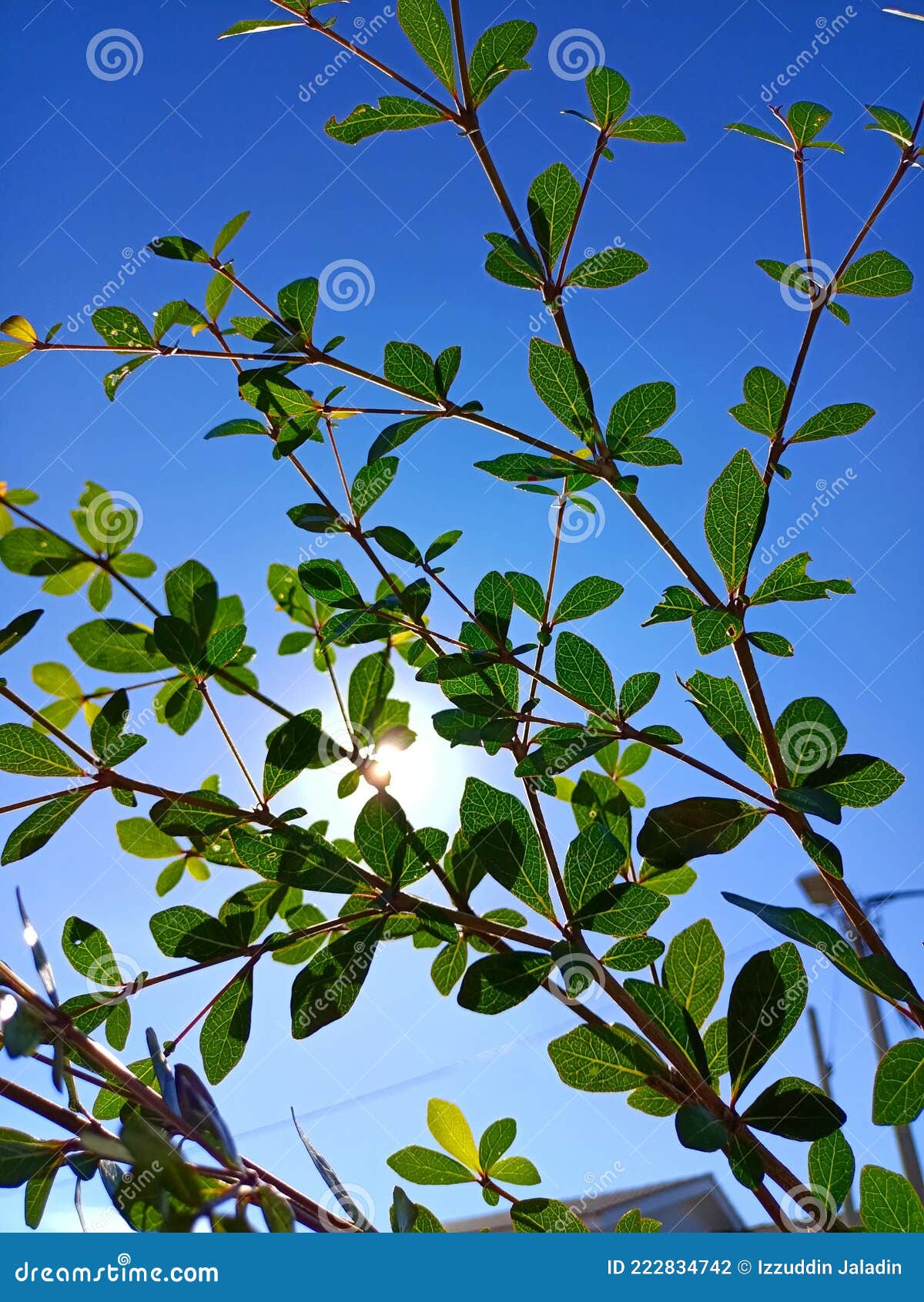 The Morning Sun Glaring through Flock of Leaf Stock Photo - Image of ...