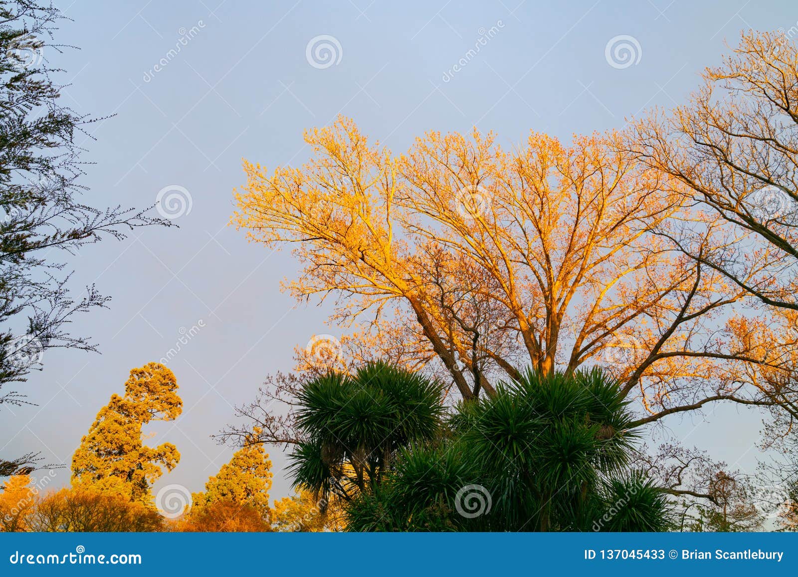 Morning Sun Golden on Branches of Deciduous Tree Stock Image - Image of ...