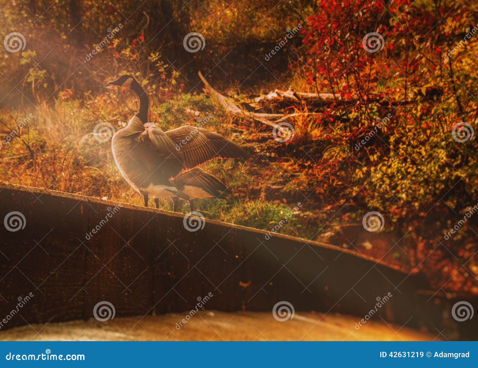 Morning sun and goose stock image. Image of goose, creek - 42631219
