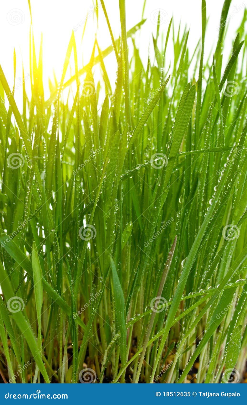Morning sun green grass stock image. Image of nature - 18512635