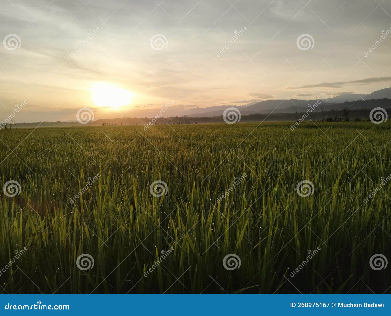 The Morning Sun Illuminates the Farmer S Rice Fields Stock Image ...