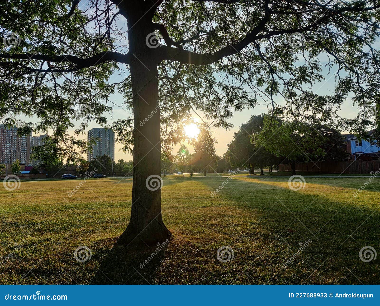 Morning Sun Light and Shadows of Trees Stock Image - Image of light ...