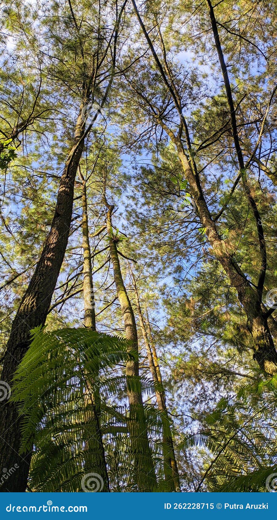 Morning Sun Light through the Trees in the Woods Stock Image - Image of ...