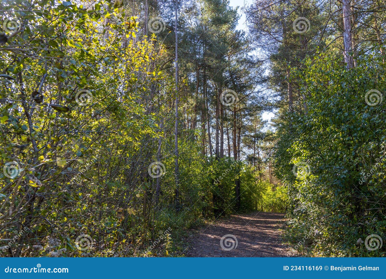 The Morning Sun Lit Up the Pine Forest Stock Image - Image of scenic ...