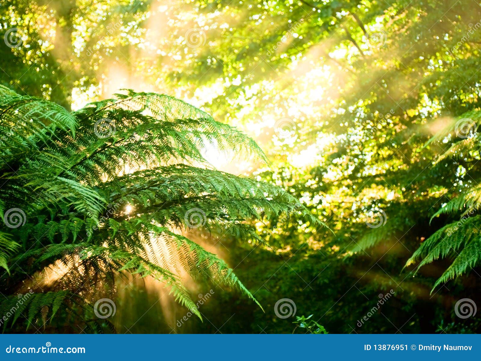 Morning Sun in a Misty Rainforest Stock Image - Image of light ...