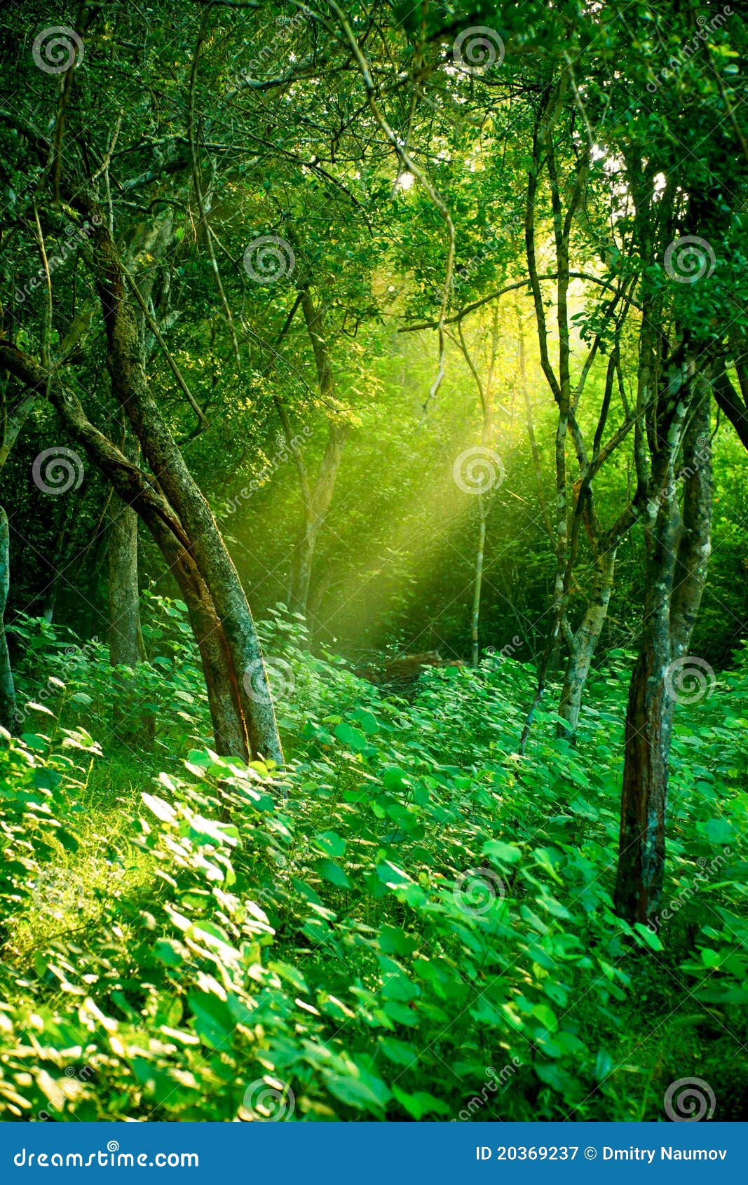 Morning Sun in a Misty Rainforest Stock Image - Image of lush, foliage ...