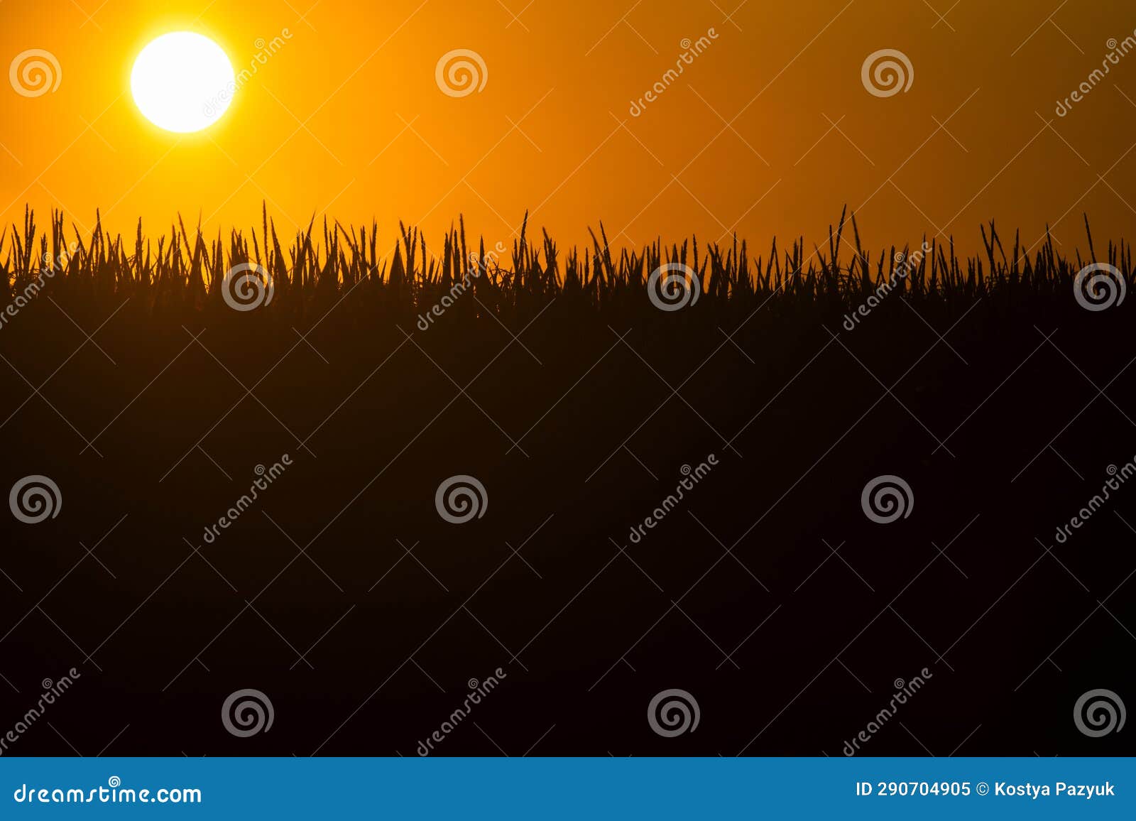 Morning Sun Over Corn Field Stock Image - Image of rising, background ...