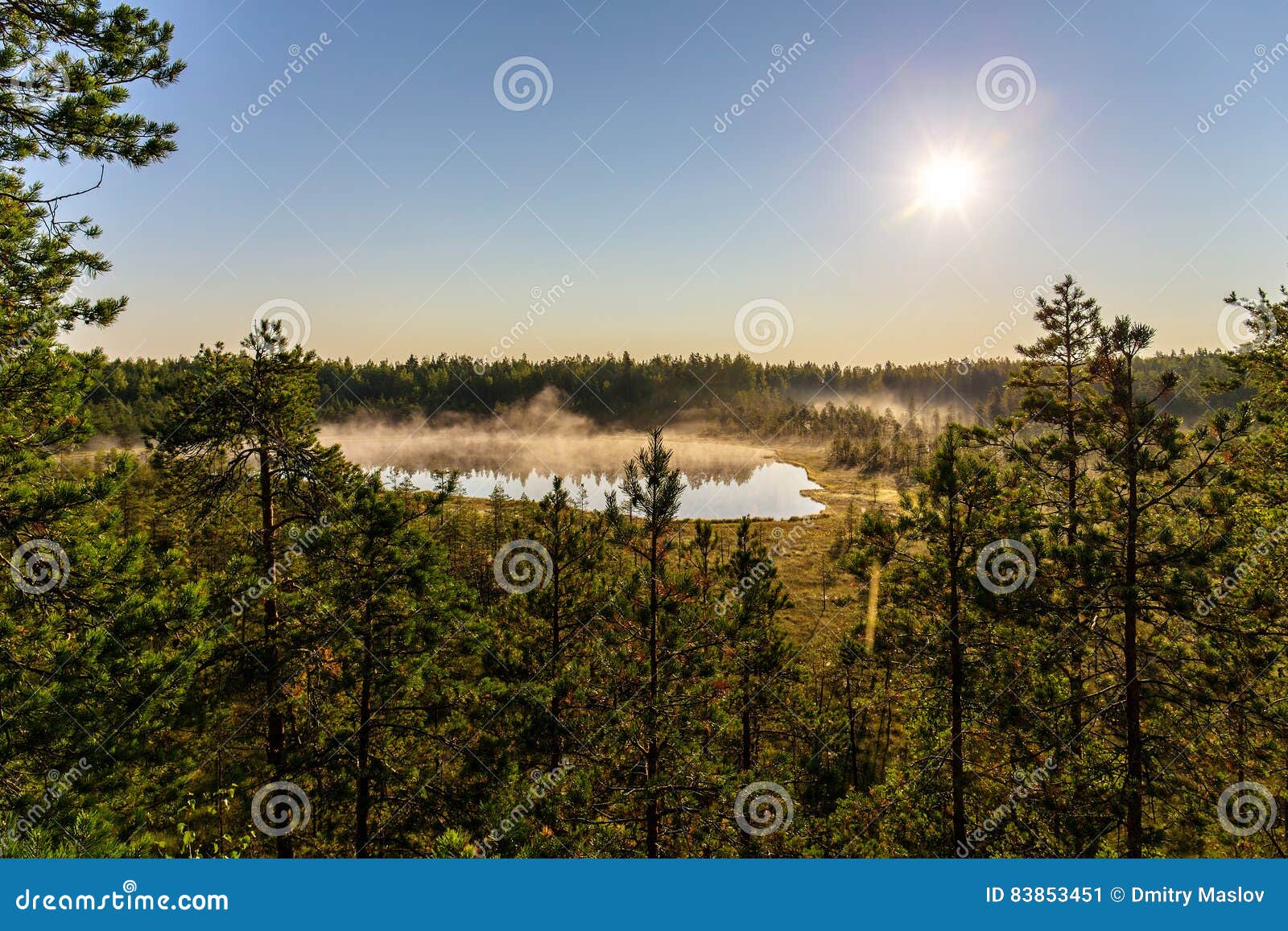Morning Sun Over the Forest Stock Image - Image of outdoors, beauty ...