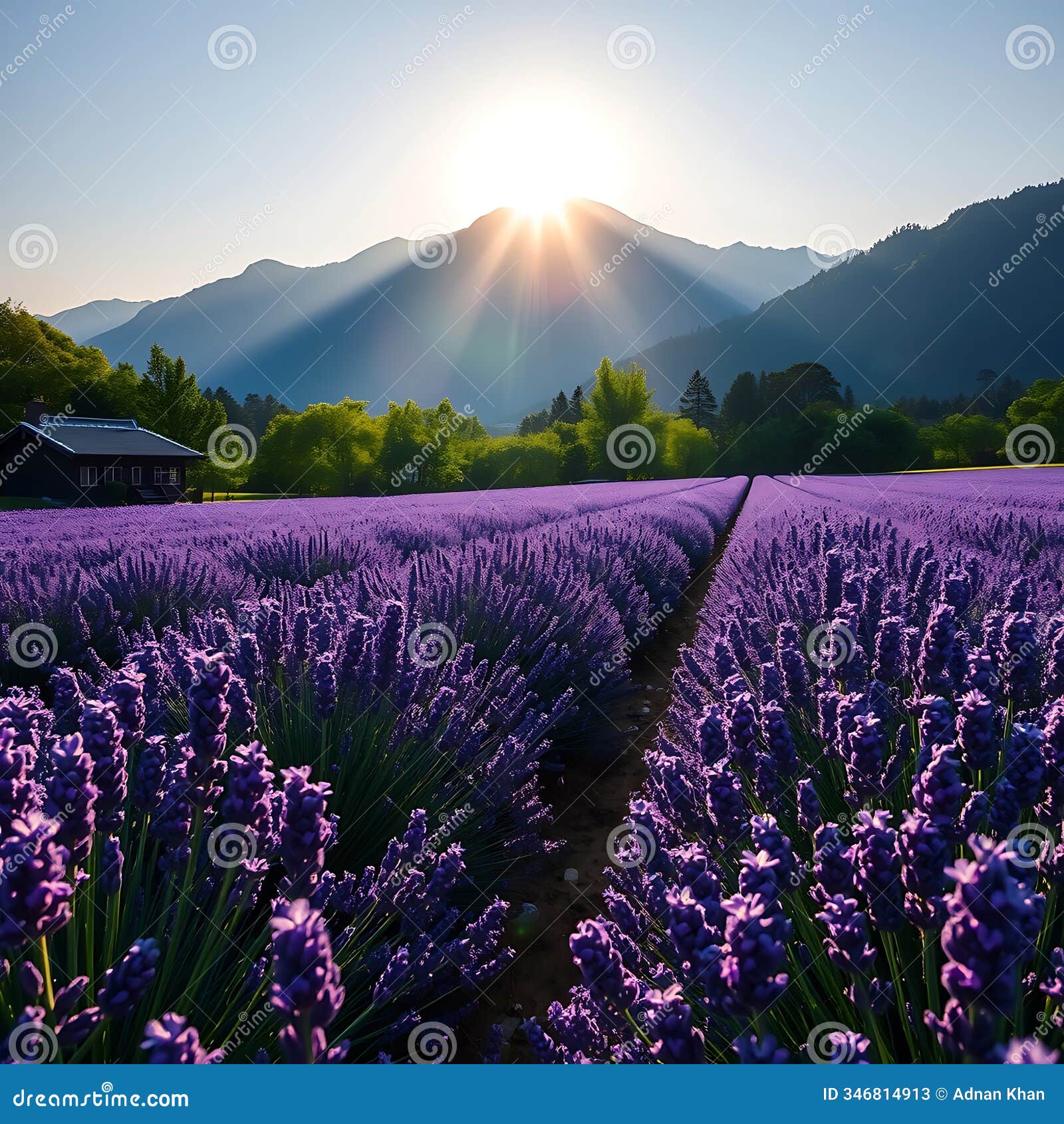 Morning Sun Over Lavender Fields in Japan Stock Illustration - Illustration of backdrop, aroma ...