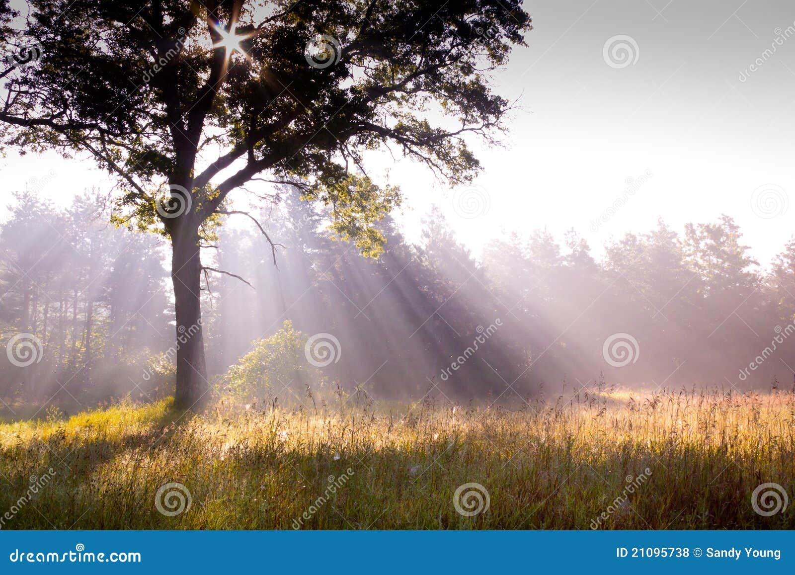 Morning Sun Rays stock photo. Image of rays, field, sunrise - 21095738