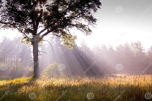 Morning Sun Rays stock photo. Image of rays, field, sunrise - 21095738