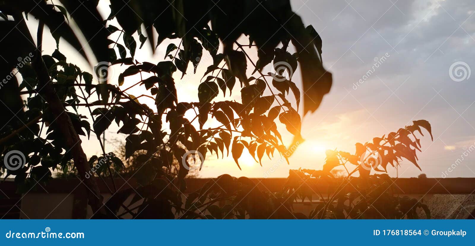 Morning Sun Rays Behind the Leafs of Tree. Stock Photo - Image of ...