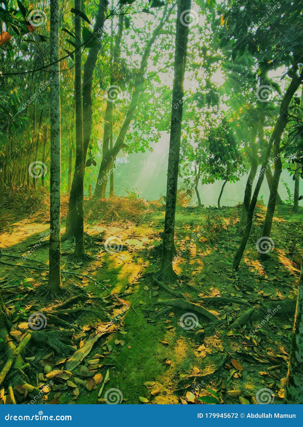 Morning Sun Rays Comes through Trees Stock Photo - Image of rays ...