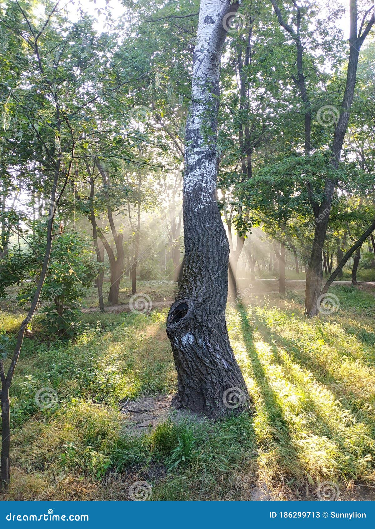 Morning Sun Rays from the Crown of an Old Tree. Morning Sunlight in ...
