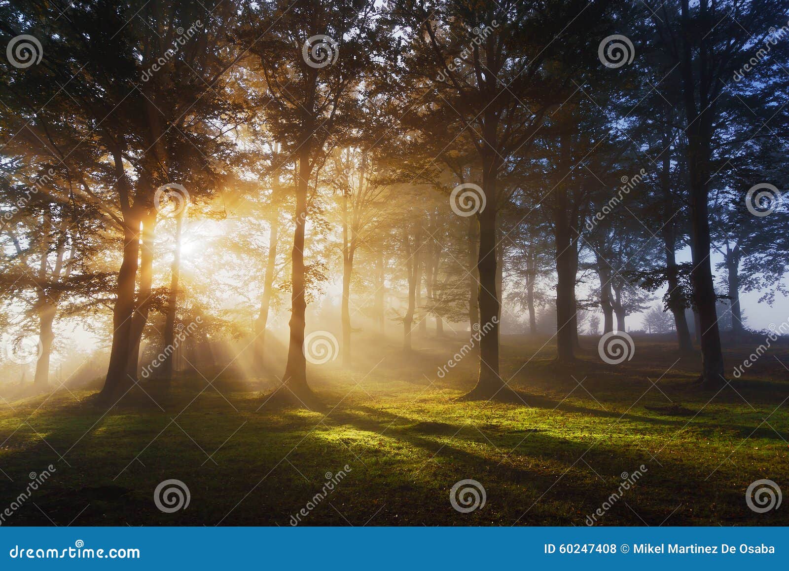 Morning sun rays on forest stock photo. Image of beautiful - 60247408