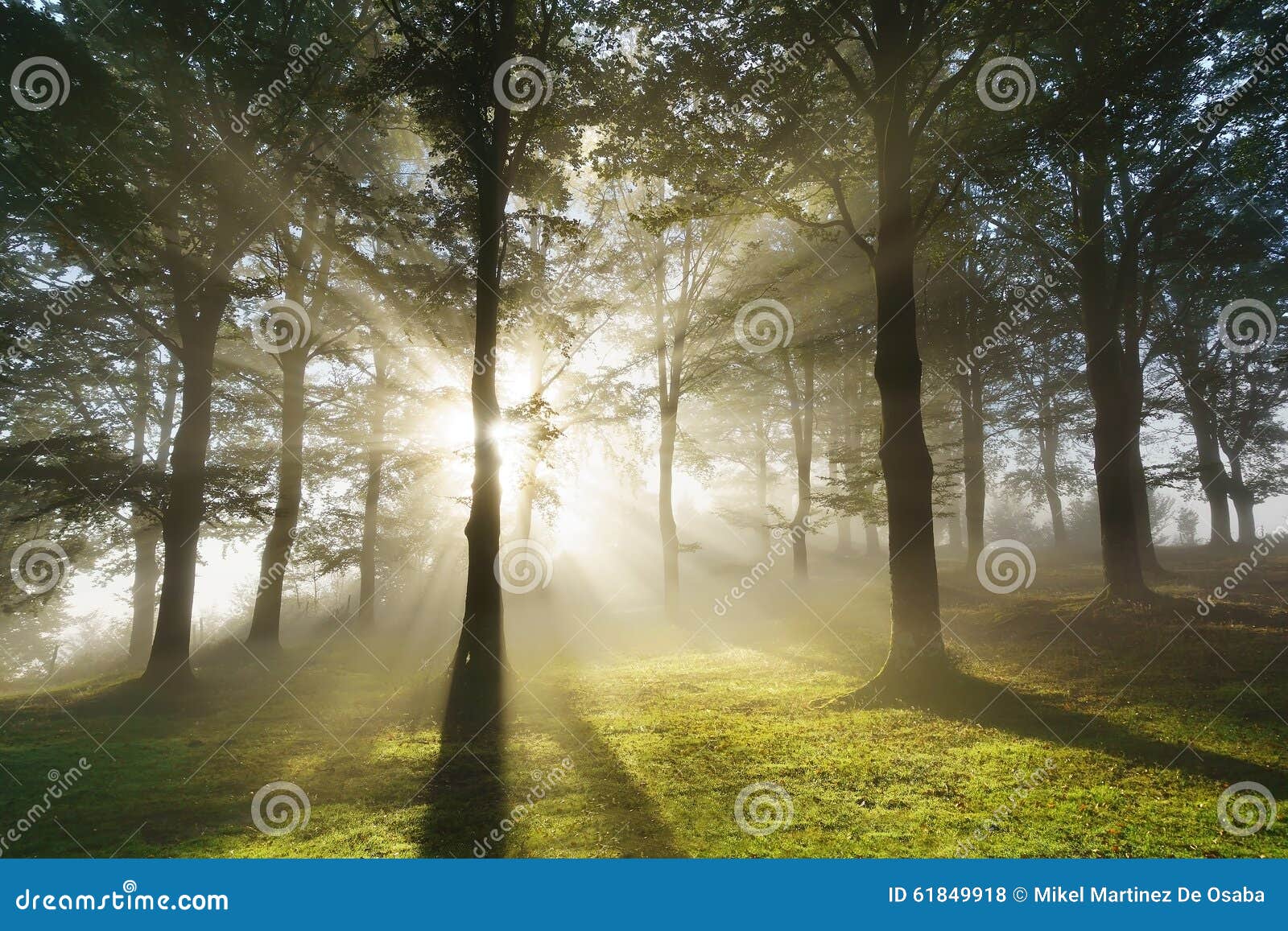 Morning sun rays on forest stock photo. Image of sunrays - 61849918