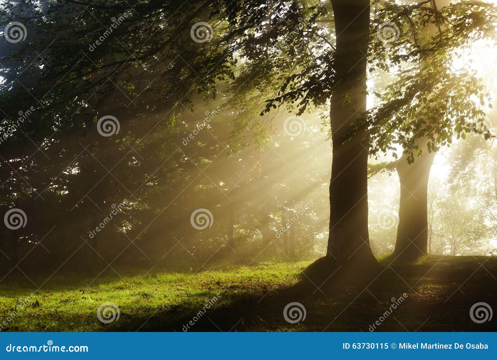 Morning sun rays on forest stock image. Image of sunlight - 63730115