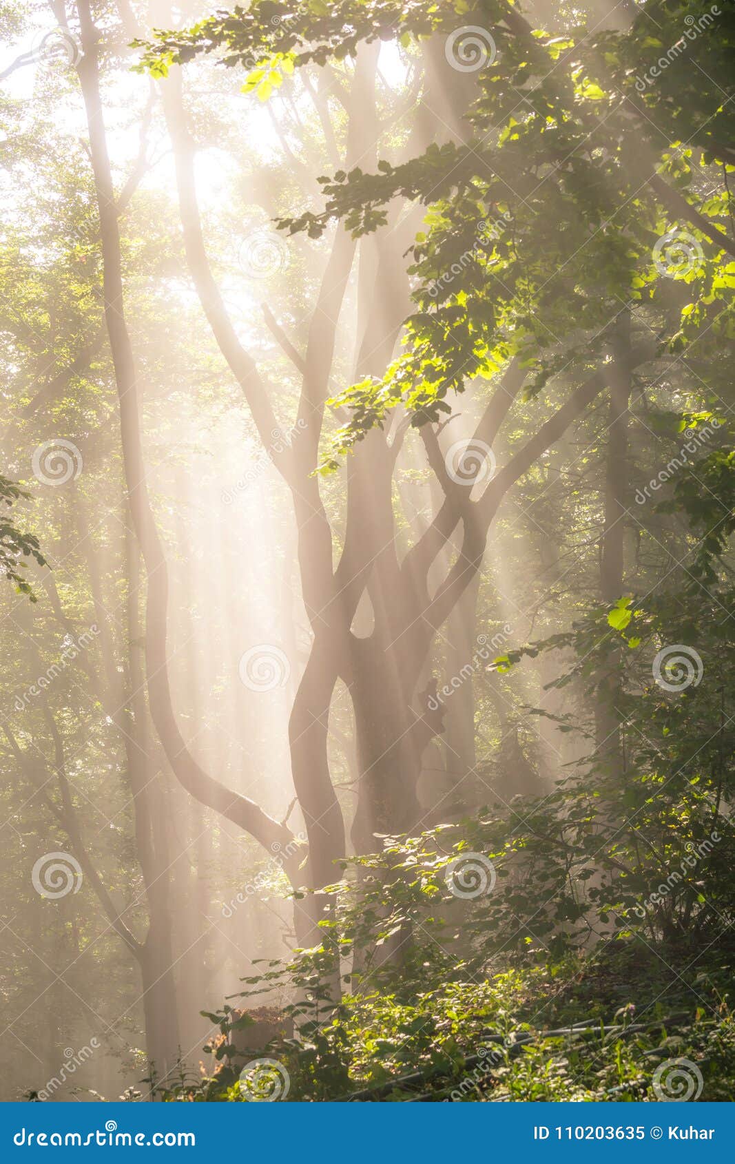 Morning sun rays in forest stock image. Image of landscape - 110203635
