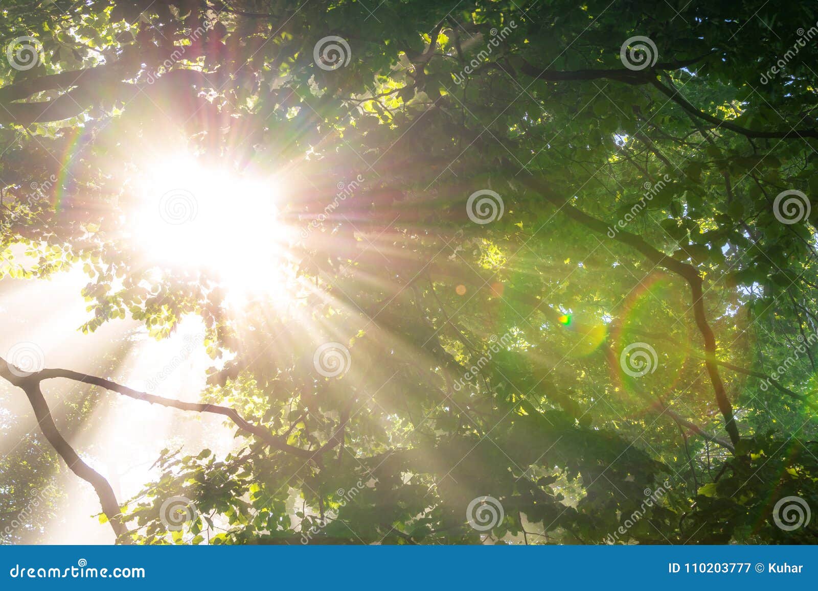 Morning sun rays in forest stock image. Image of plant - 110203777