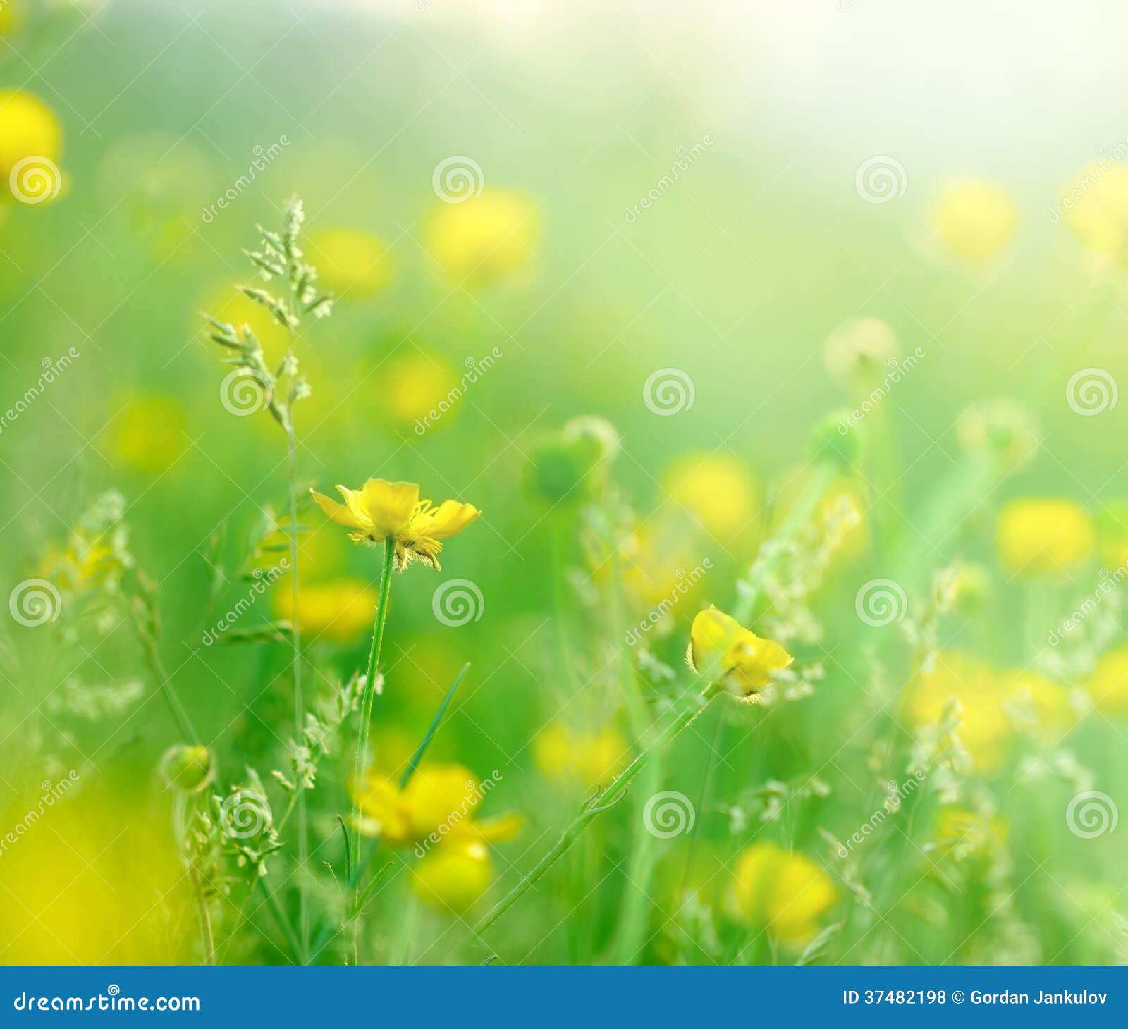 Morning Sun Rays on Little Yellow Flowers Stock Photo - Image of field ...