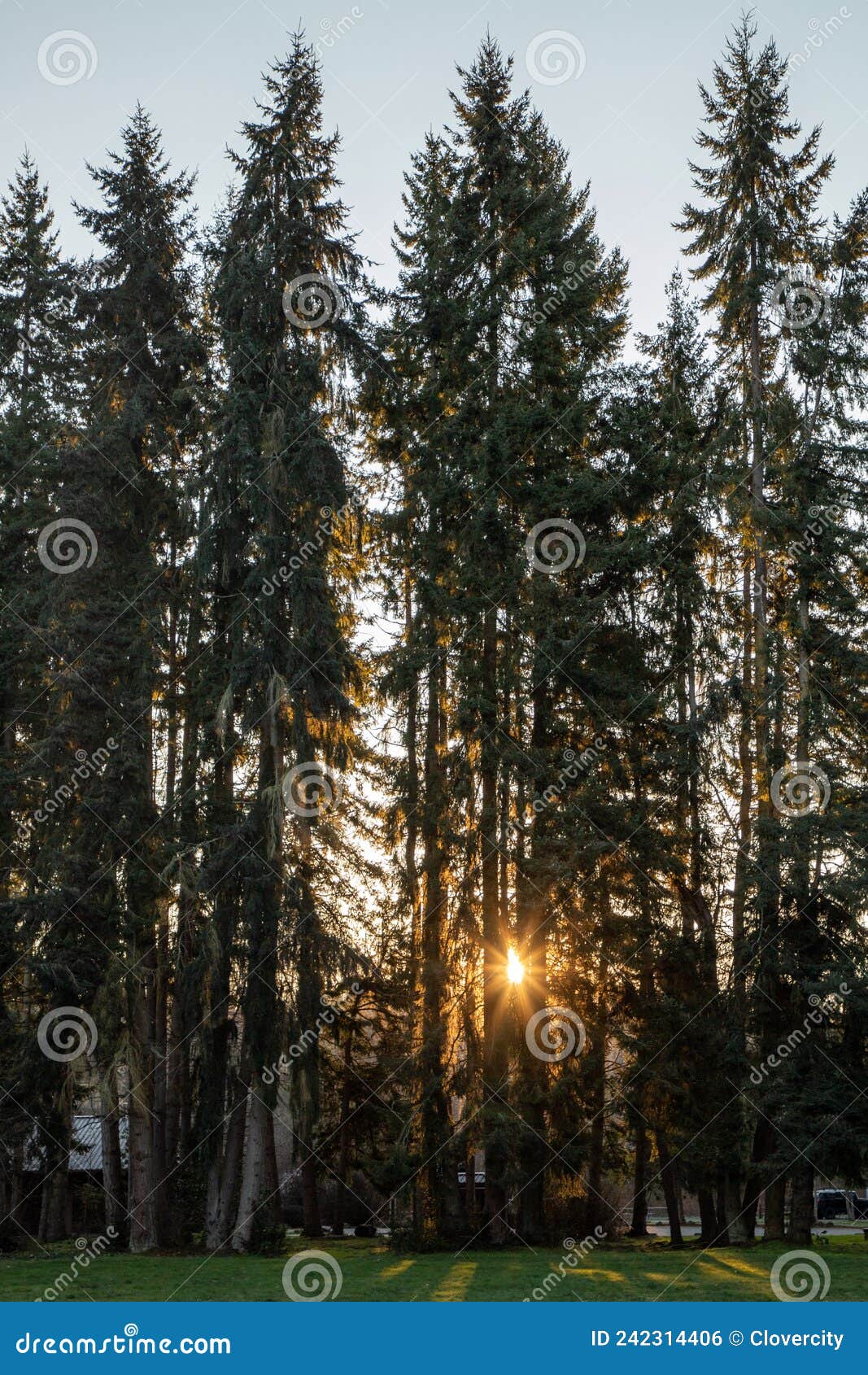 Morning Sun Rays through Pine Trees Stock Photo - Image of tall, tree ...