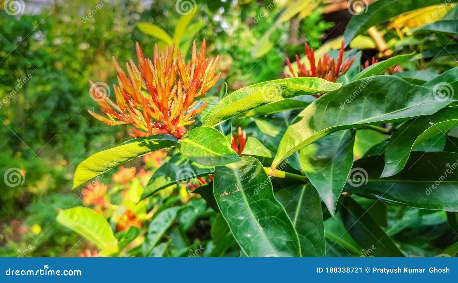 Morning Sun Rays on Red Flower Buds of a Flower Plant Stock Image ...