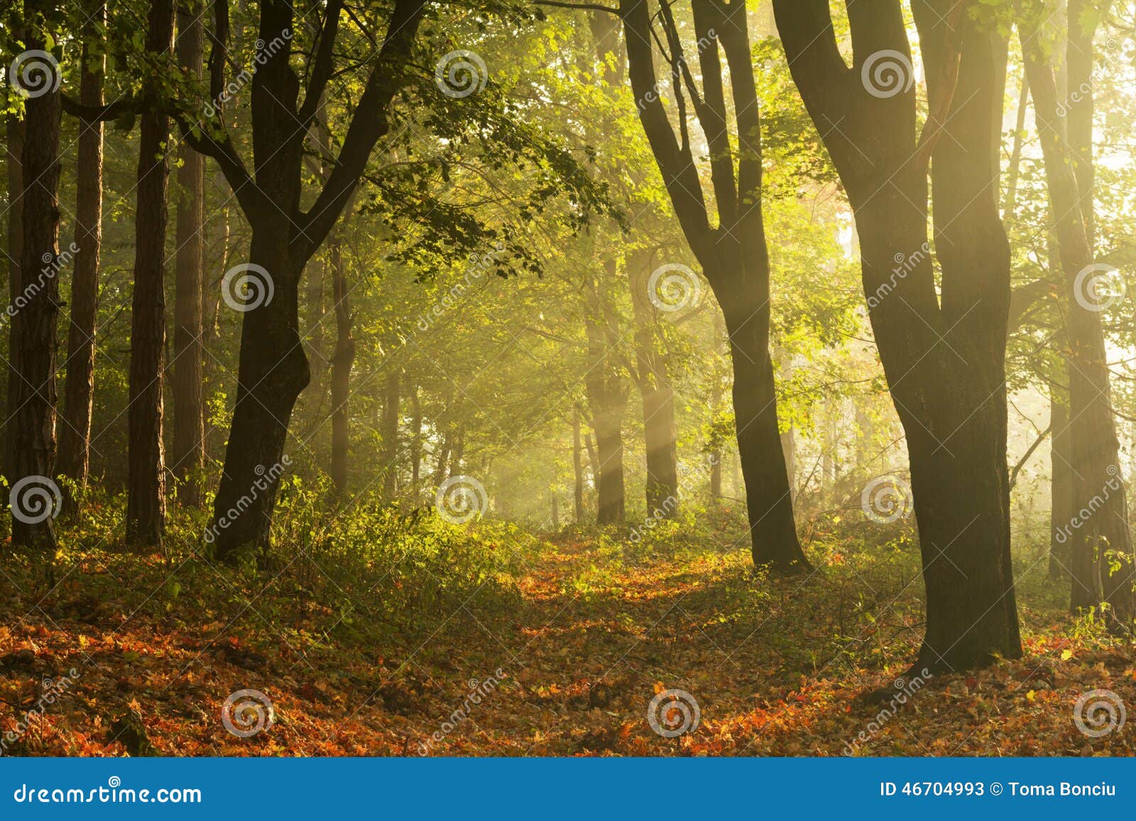Morning Sun Rays on the Road Stock Image - Image of autumn, ground ...