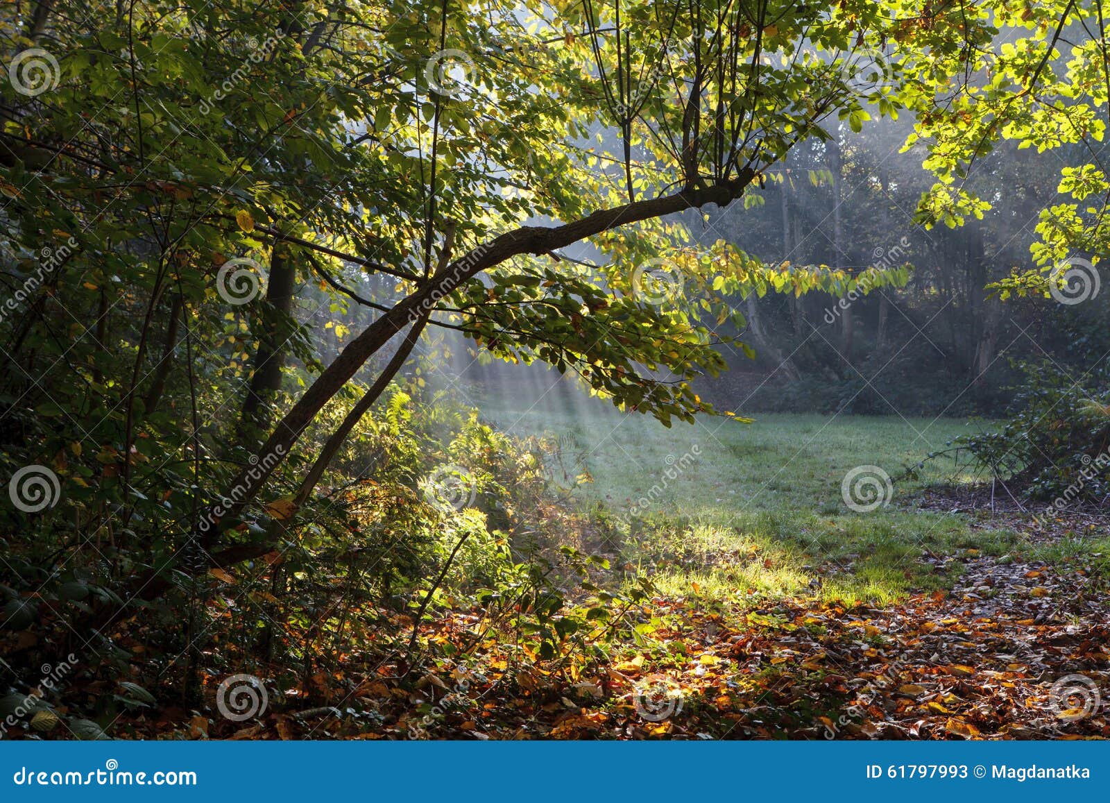 Morning Sun Rays Shining in the Autumn Forest Stock Image - Image of ...