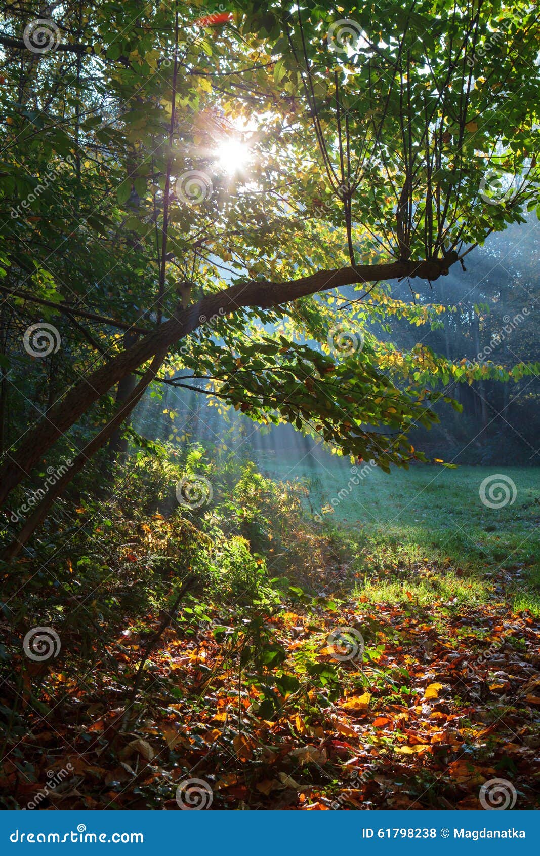 Morning Sun Rays Shining in the Autumn Forest Stock Photo - Image of ...