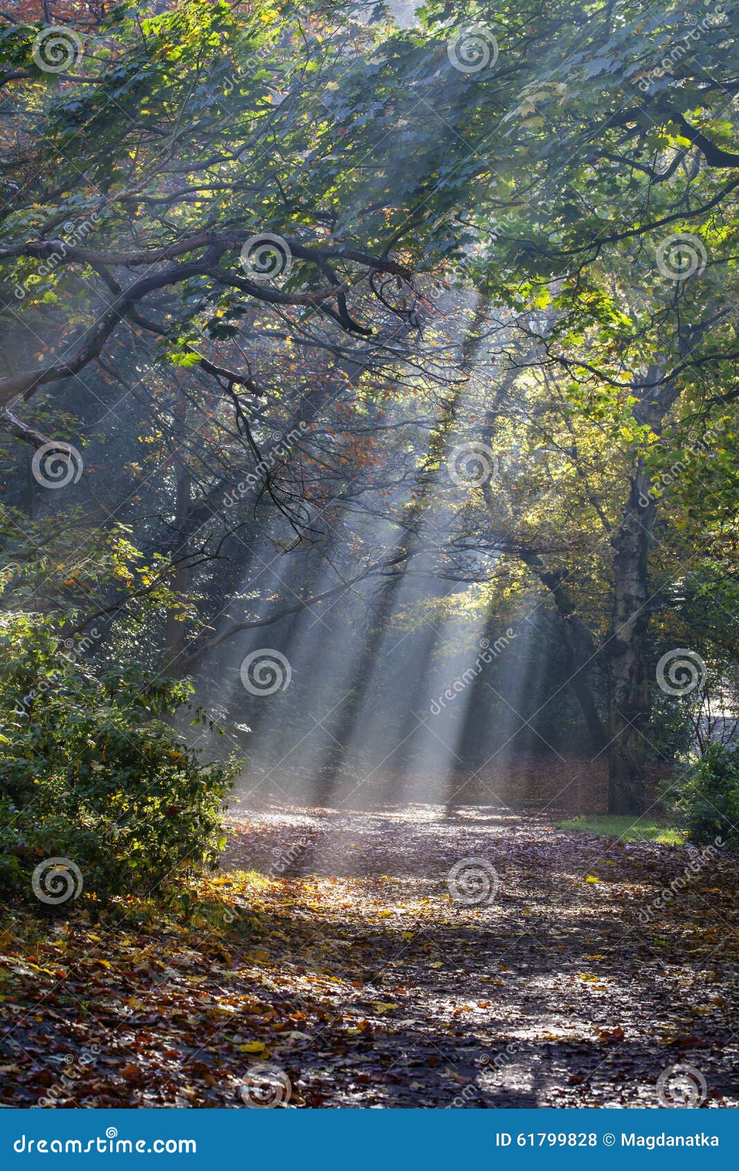 Sun Rays Shining Through Trees Royalty-Free Stock Photography ...