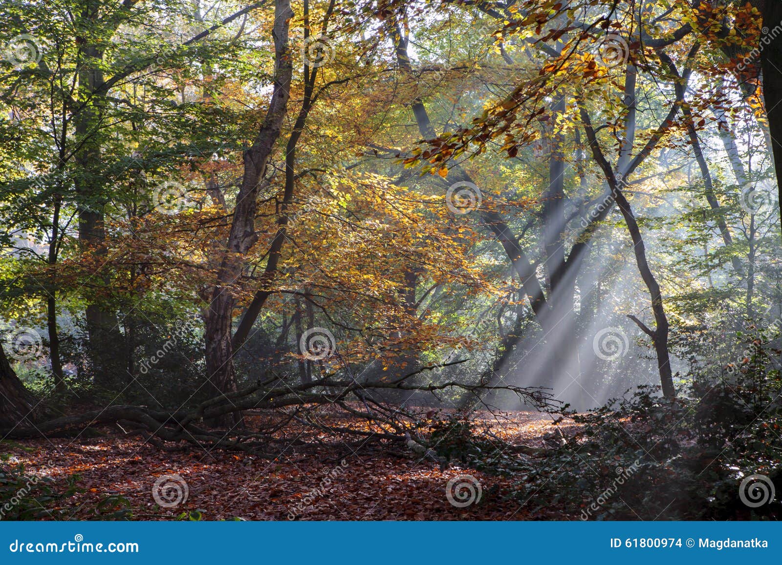 Morning Sun Rays Shining in the Autumn Forest Stock Photo - Image of ...