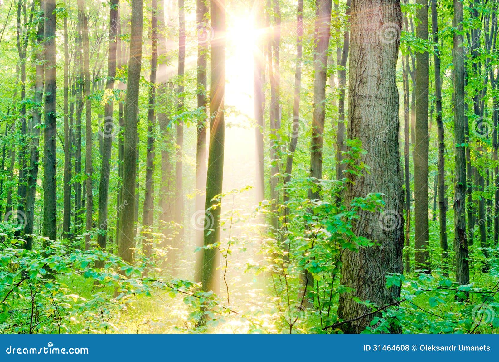 Morning Sun Rays in Summer in the Forest. Stock Photo - Image of bright ...