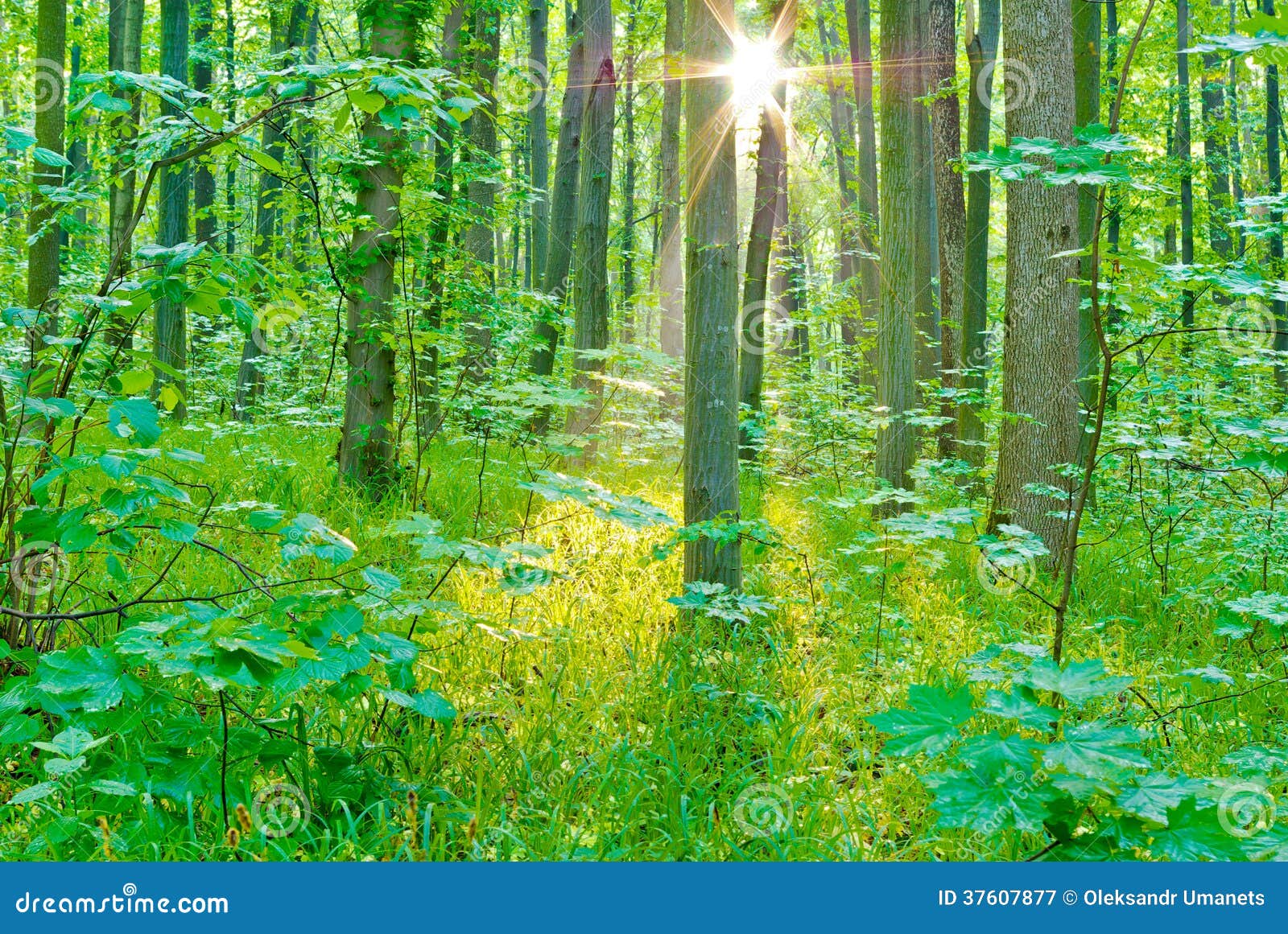 Morning Sun Rays in Summer in the Forest Stock Image - Image of bright ...