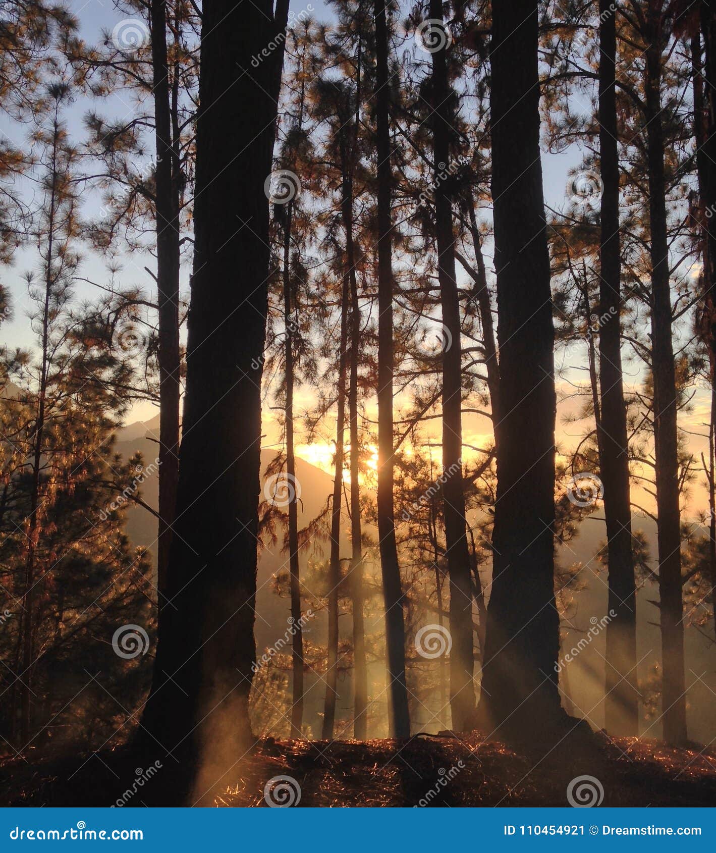Morning Sun Rays through Trees Stock Image - Image of travel, rise ...