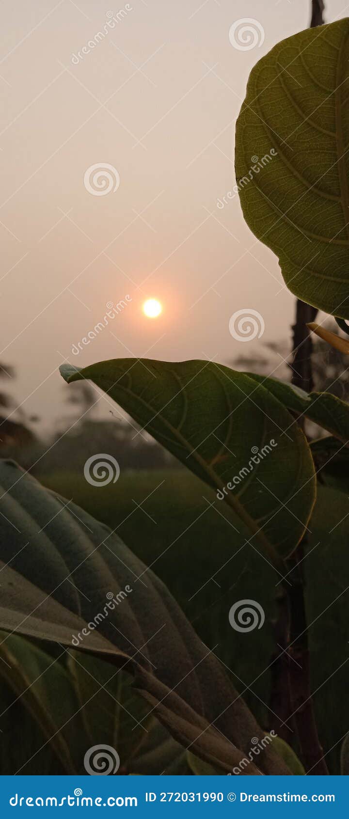 Morning Sun Rays Village Tree Real Nature Environment Stock Photo ...
