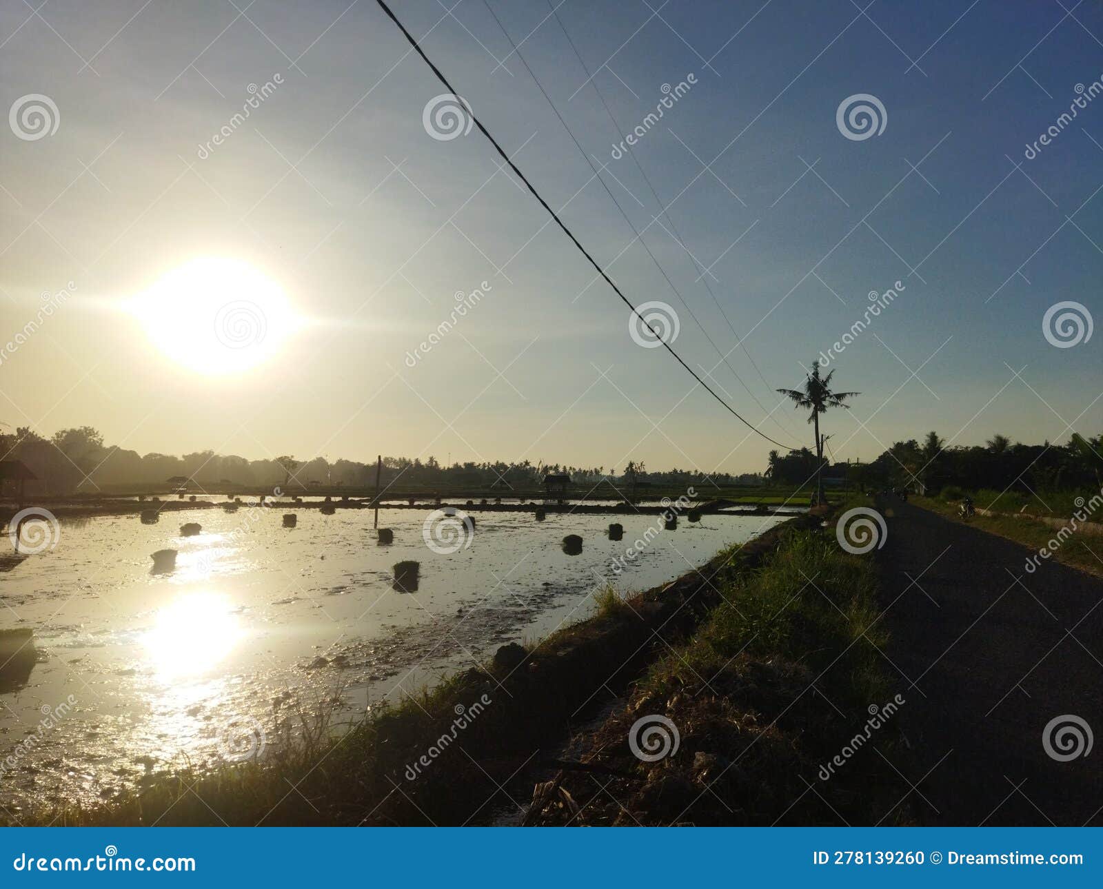 The Morning Sun of the Rice Fields is Very Beautiful Stock Photo ...